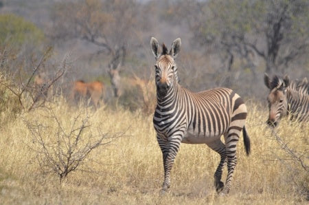 Zebras For Kids Amazing Animal Books For Young Readers – Mendon Cottage ...